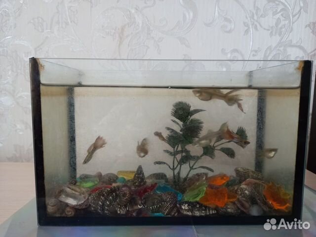 Аквариум с рыбками