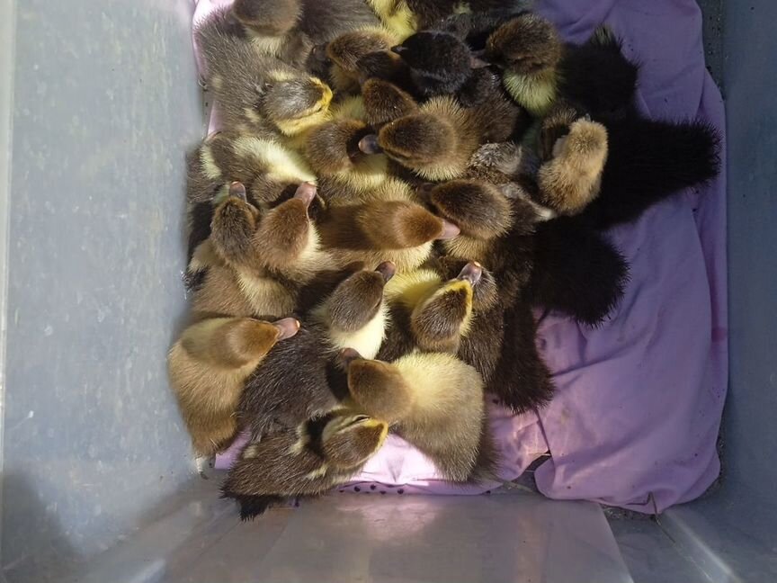 Мускусные индоутята