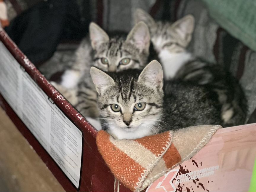 Заберите котенка