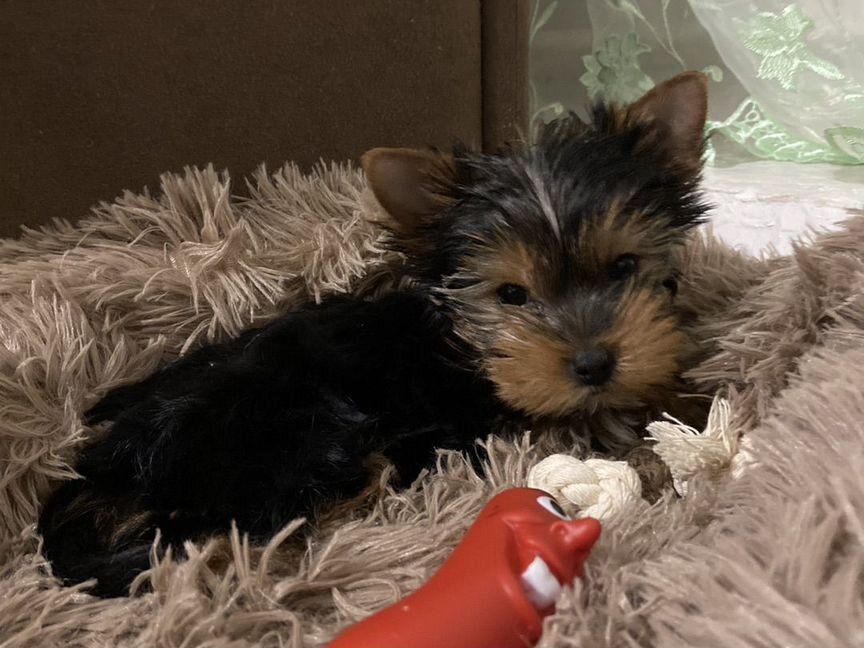 Йоркширский терьер щенки