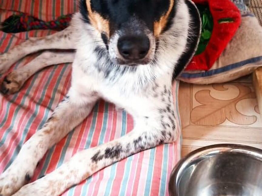 Щенок в добрые руки