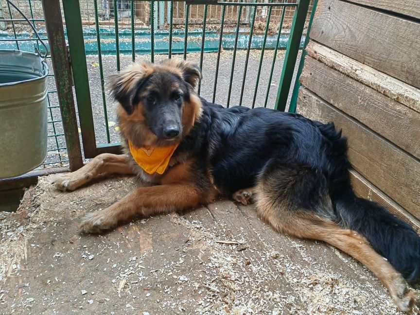 Собака в добрые руки