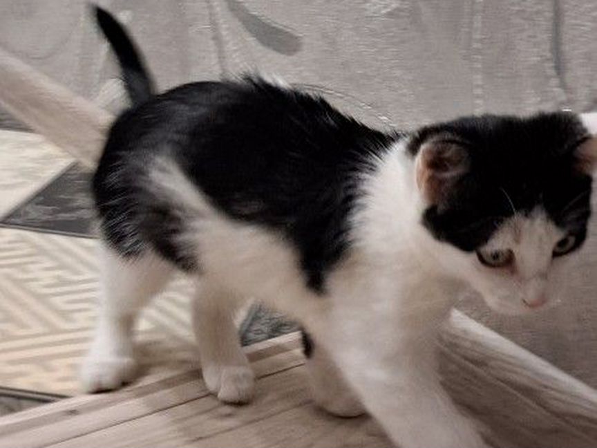 Котята в добрые руки бесплатно