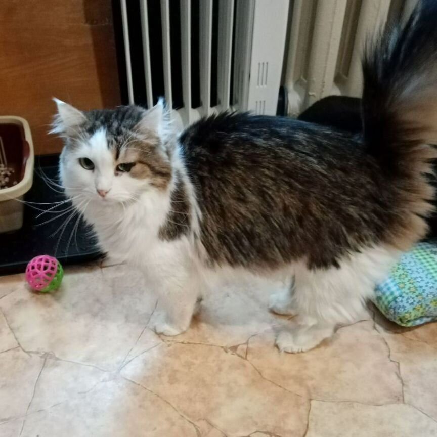 Кошки в добрые руки