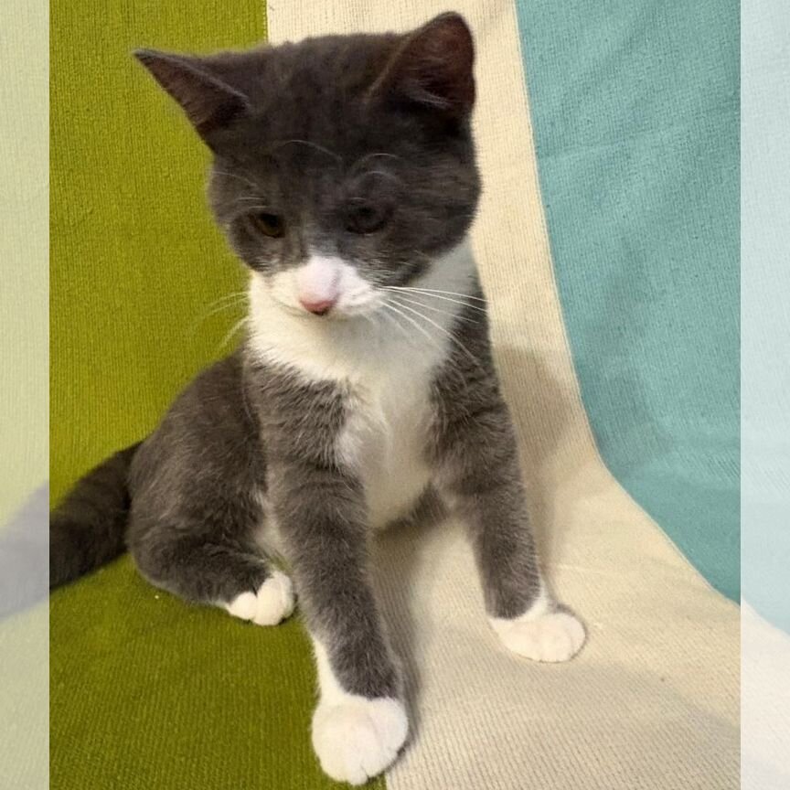 Котёнок от частного владельца