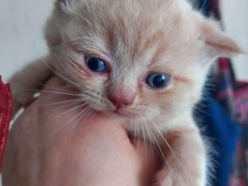 Кошки породистые