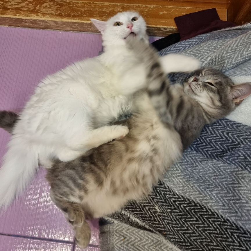 Котёнок в добрые руки