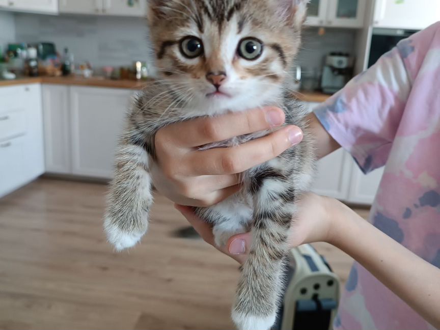 Трехцветный котенок мальчик