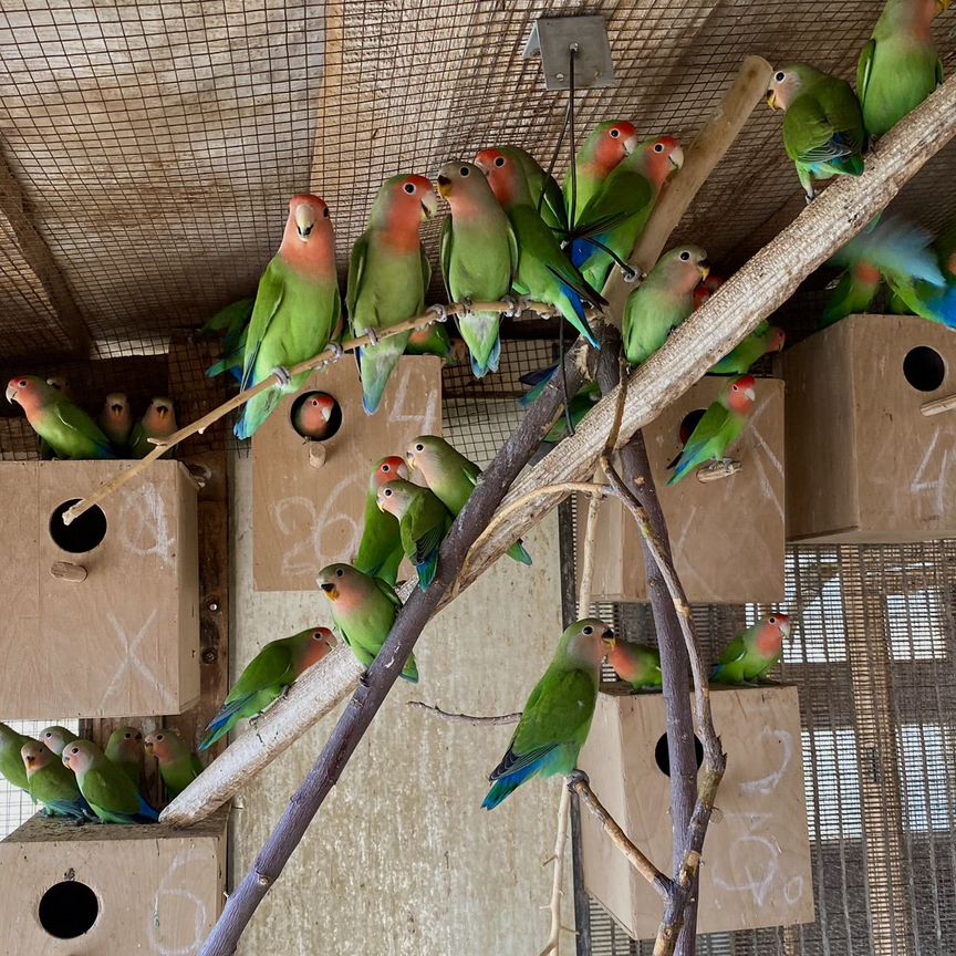 Попугай неразлучники