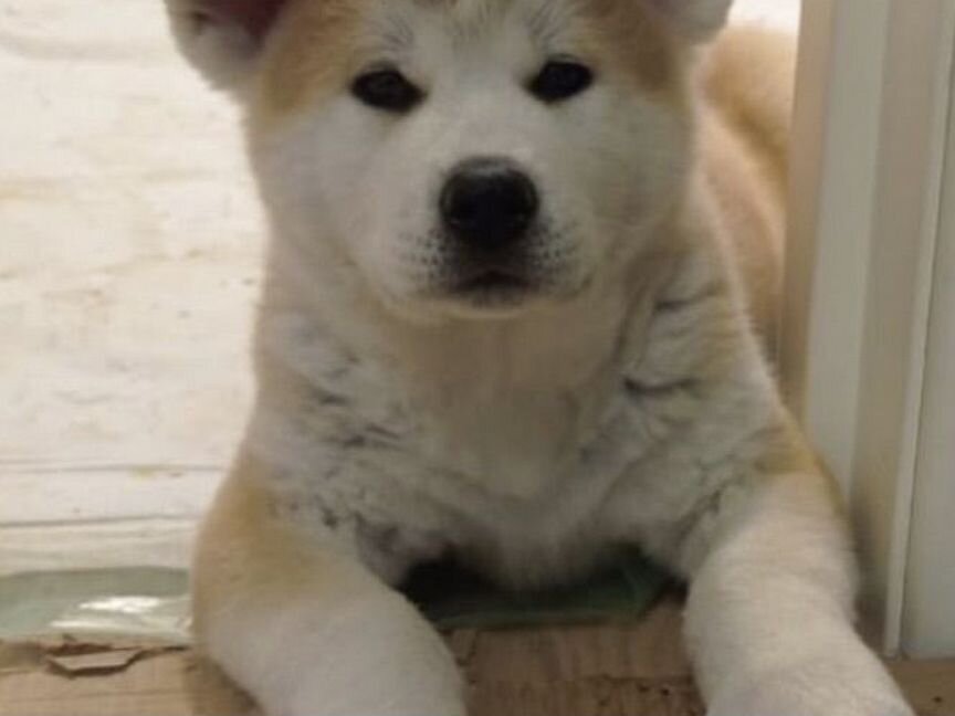Щенки акита ину