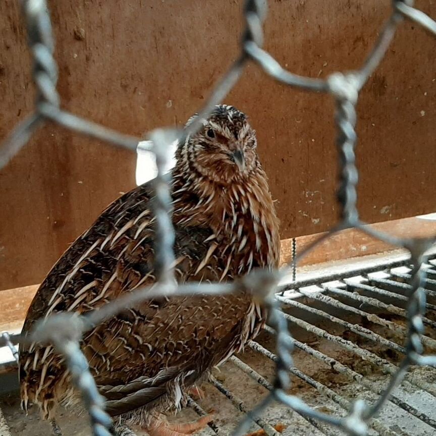 Отдам перепела