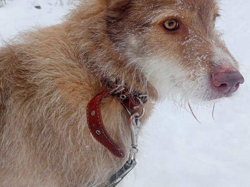 Небольшой шоколадный бородатик ищет дом