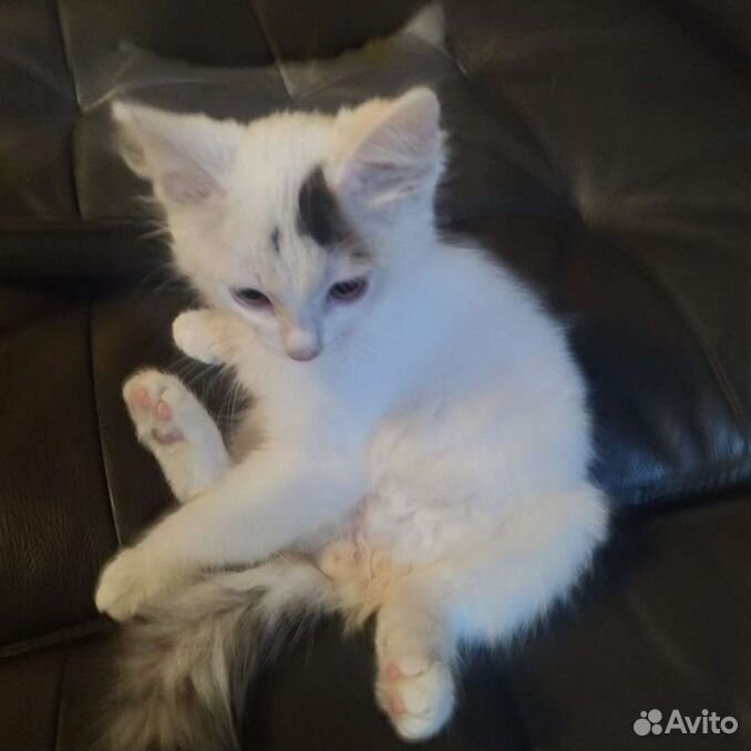 Котёнок-умник