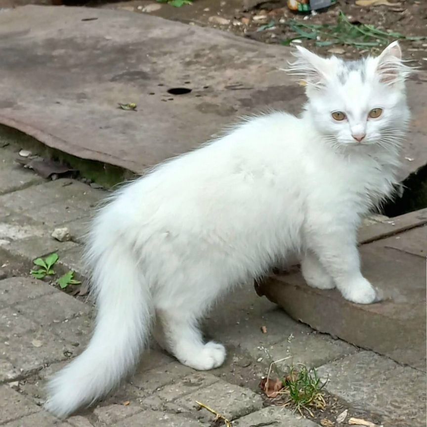Кошечка белая в дар