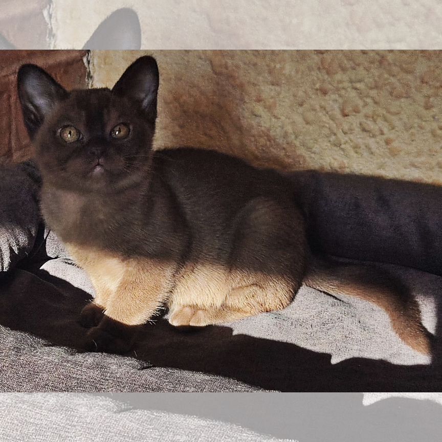 Европейский бурманский котёнок