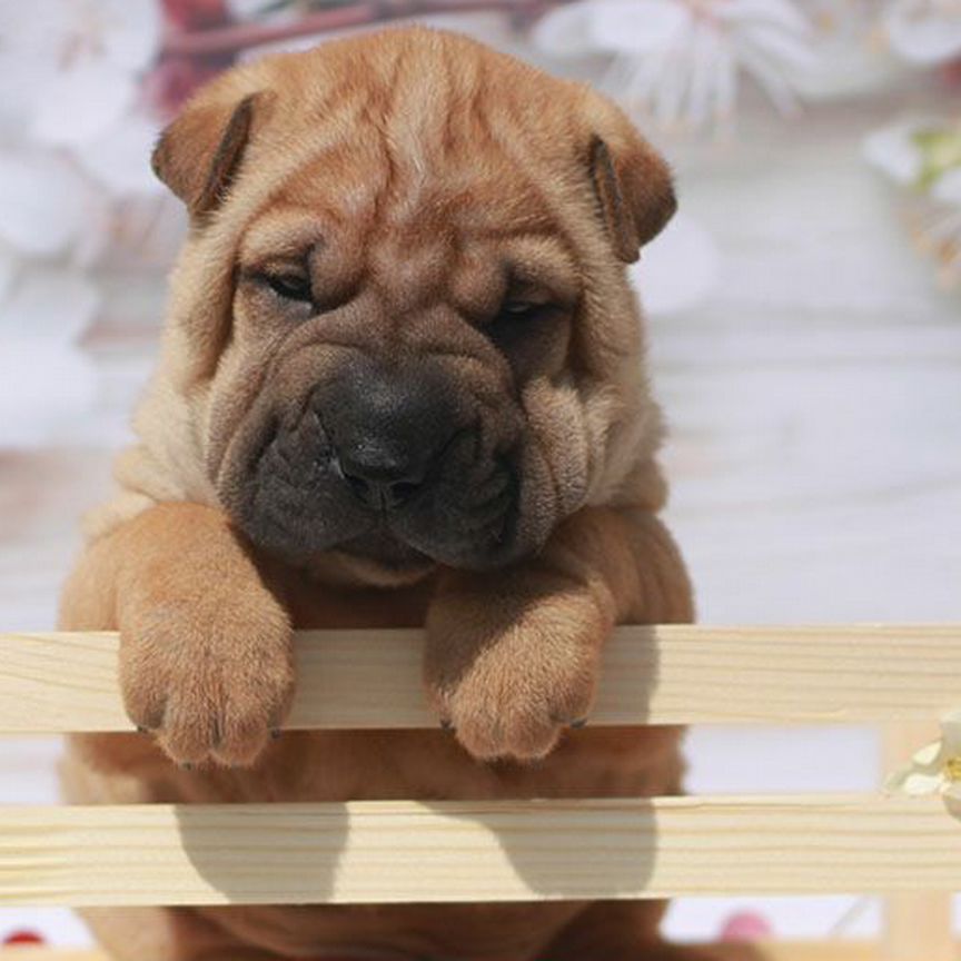 Шарпей, щенок