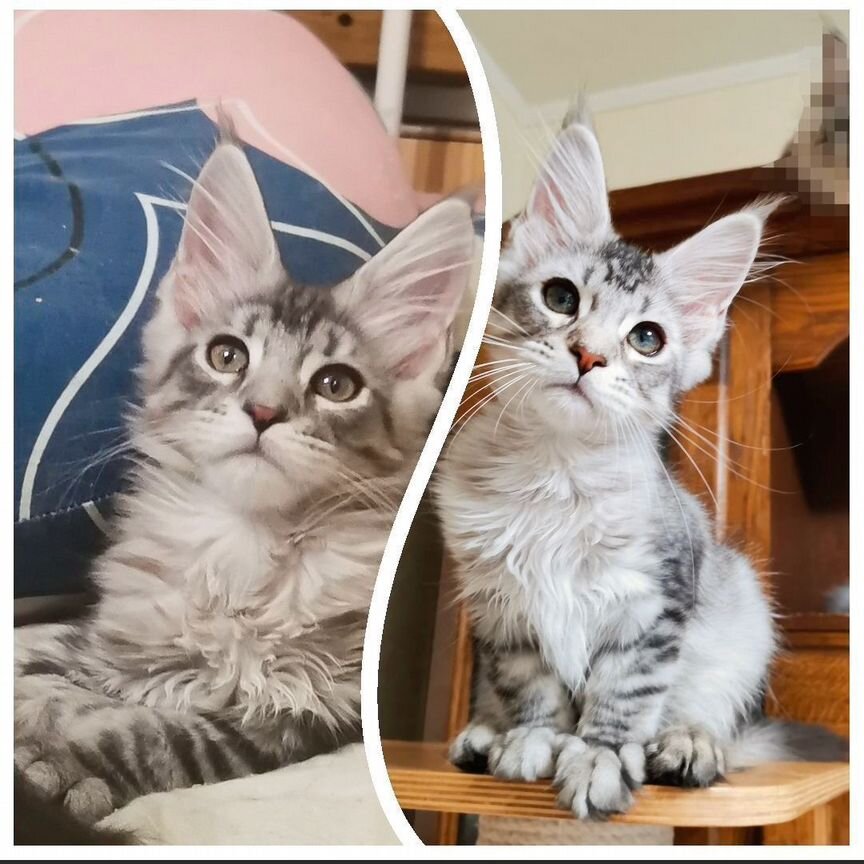 Котята мейн-кун