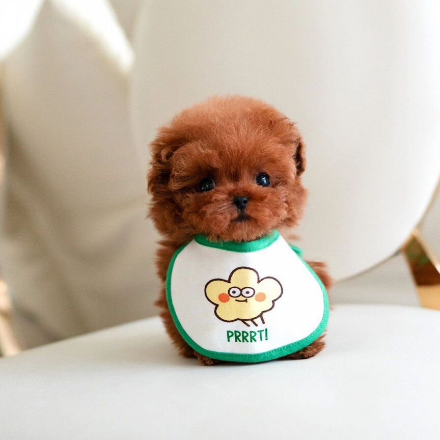 Той пудель мальчик из Кореи