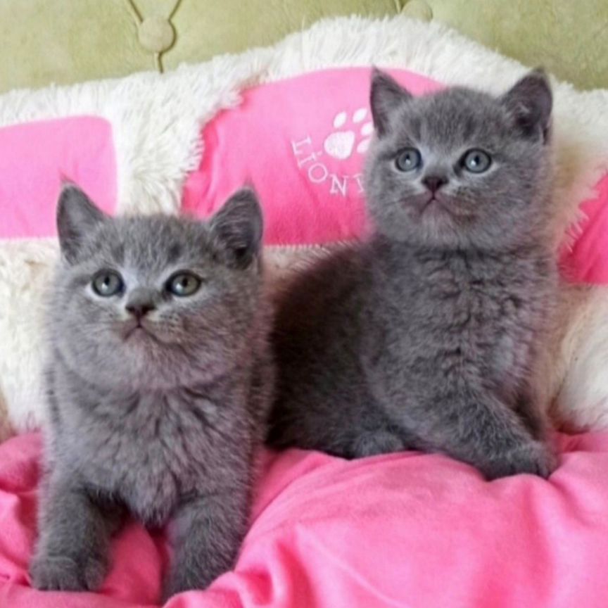 Плюшевые голубые карапузы