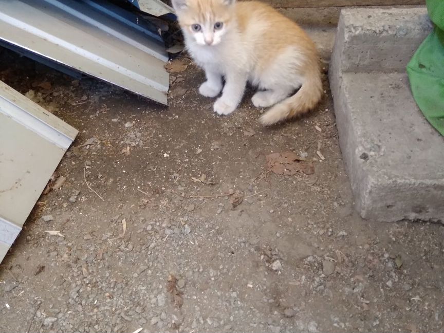 Кошечка в добрые руки