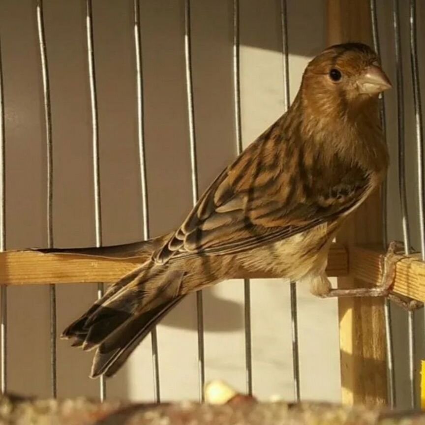 Кенарь овсяночного напева