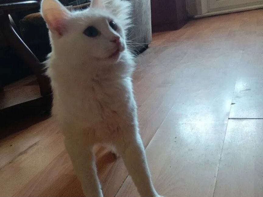 Котик в добрые руки бесплатно