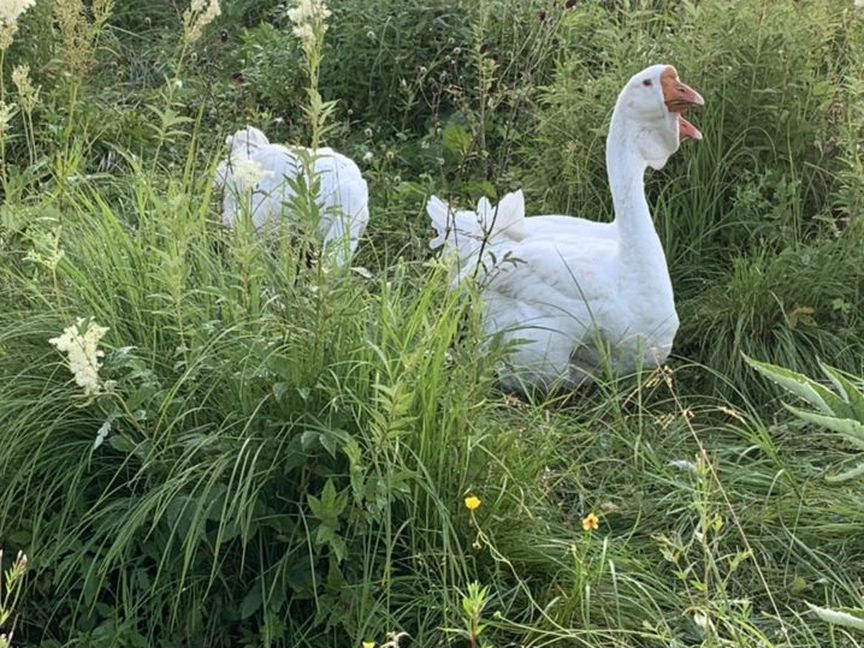 Гусь ходмогор