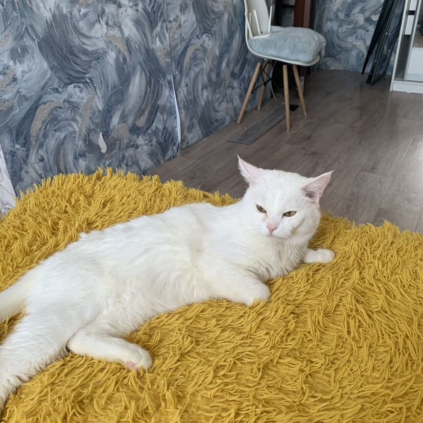 Снежочек, ищит семью) К лотку приучен, кушает все