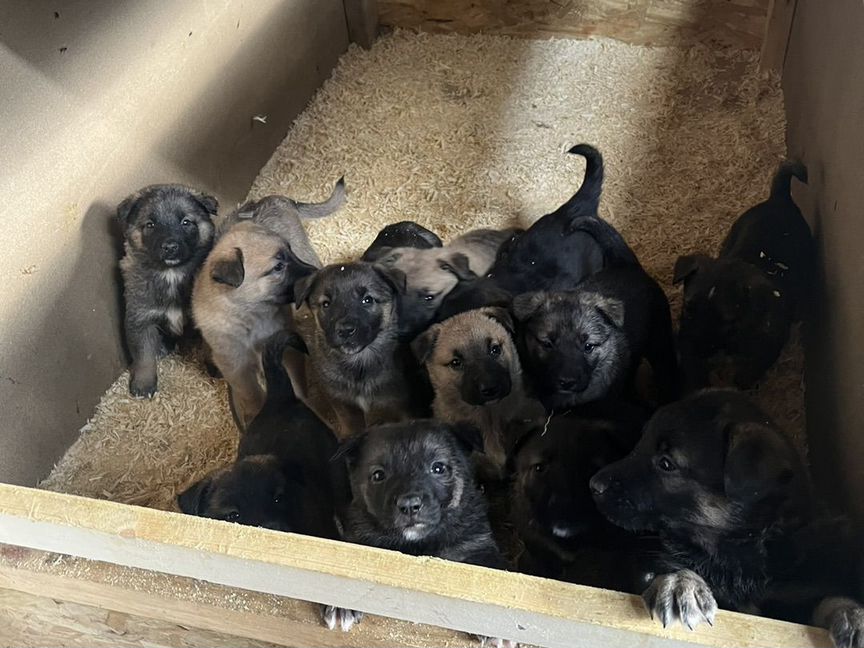 Щенки помесь кавказской овчарки