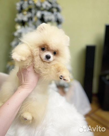 Шикарный мишка померанец