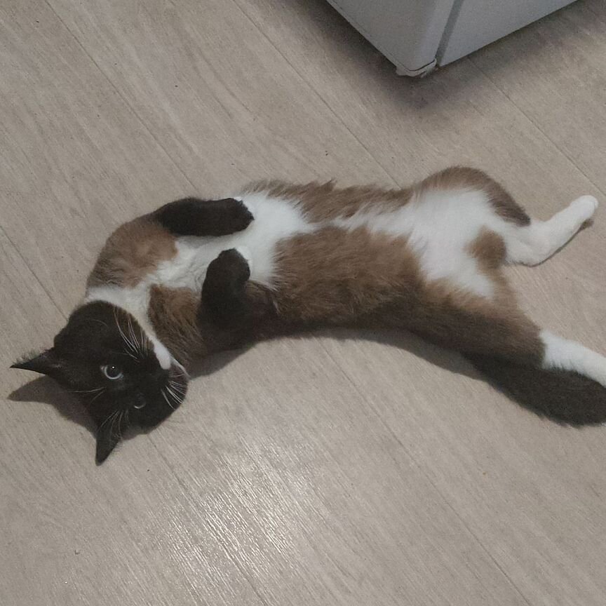Тайский кот