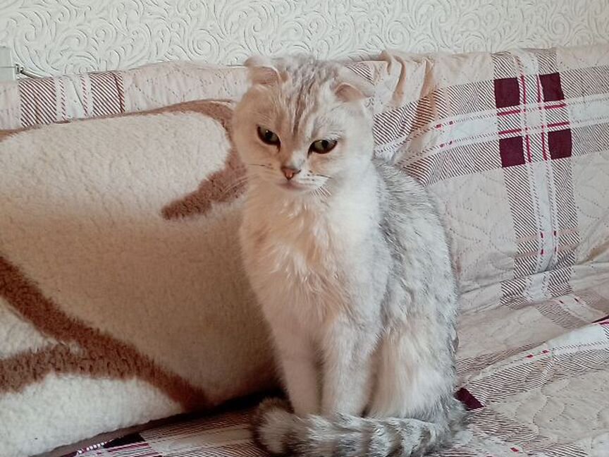 Найдена кошка