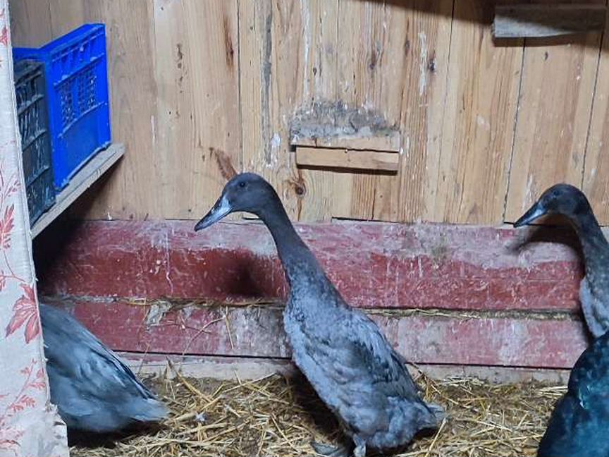 Утки индийский бегунок