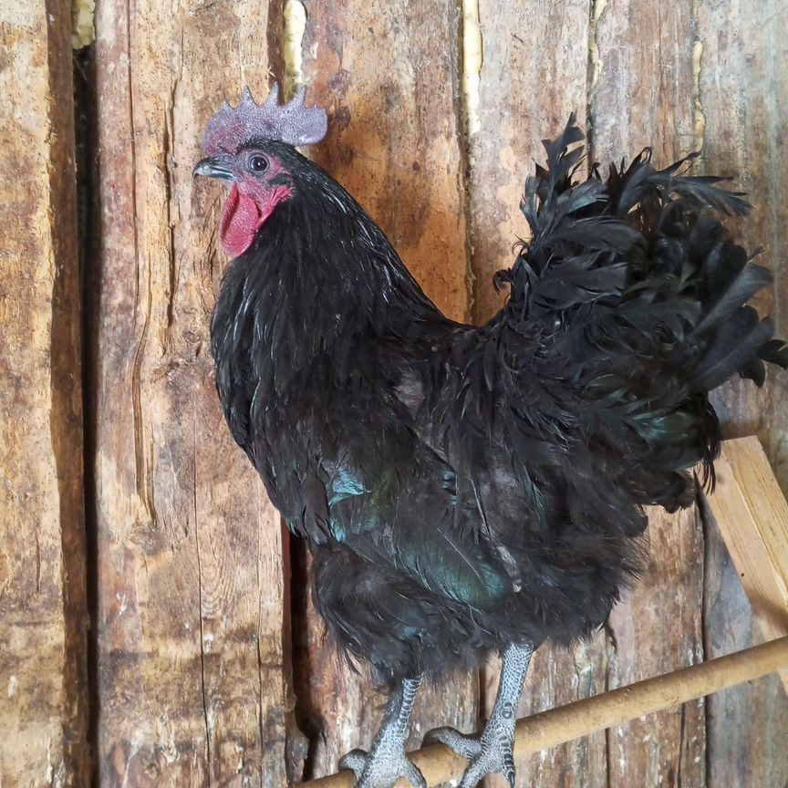 Молодые петухи