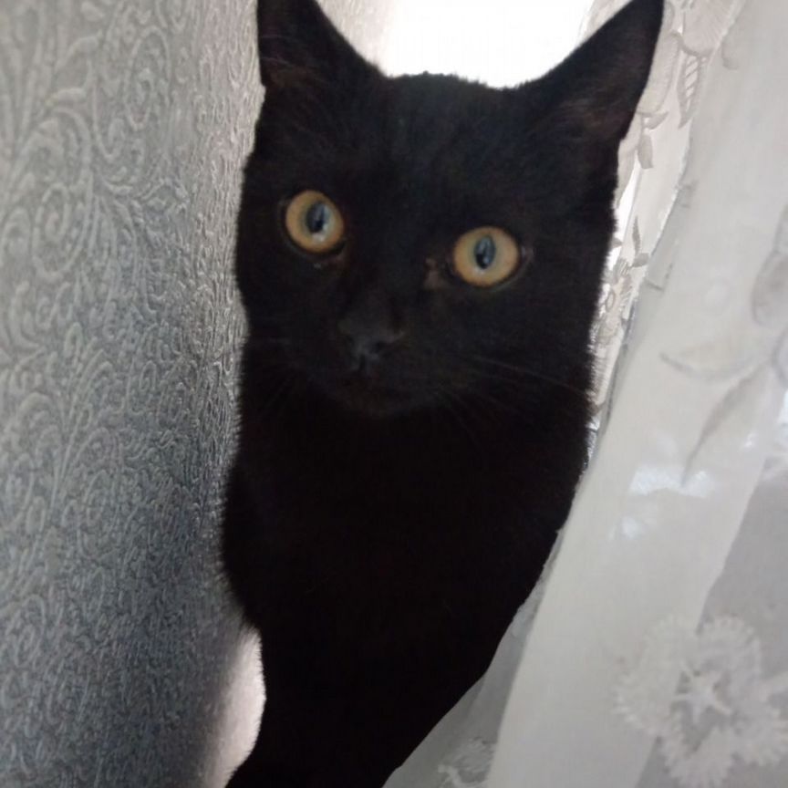 Котята-ублюдки