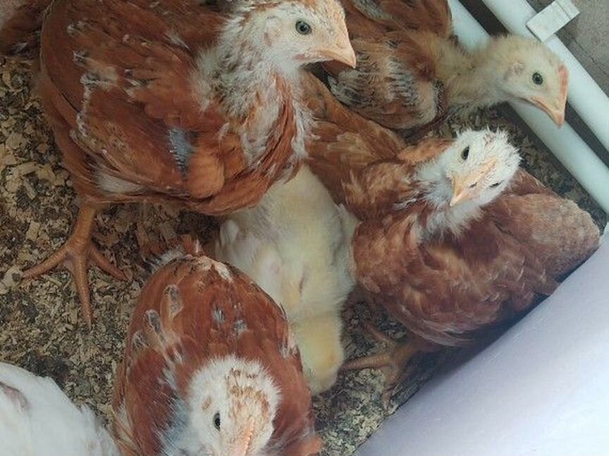 Домашние куры бройлеры