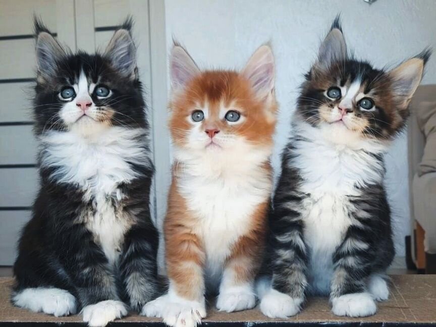 Летний большой друг с кистями(парни и девчата )