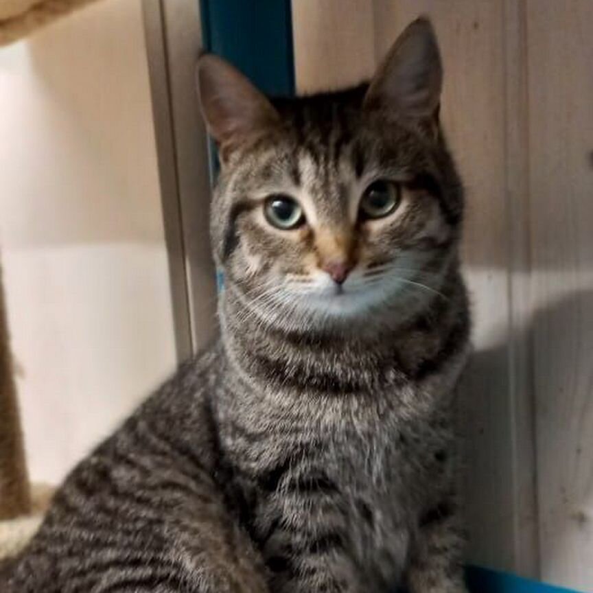 Котёнок Мирон