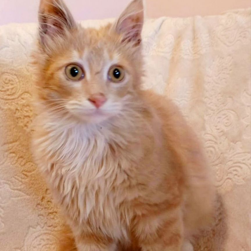 Котёнок мальчик в добрые руки