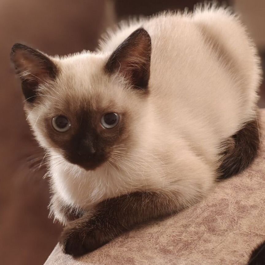 Сиамский котёнок