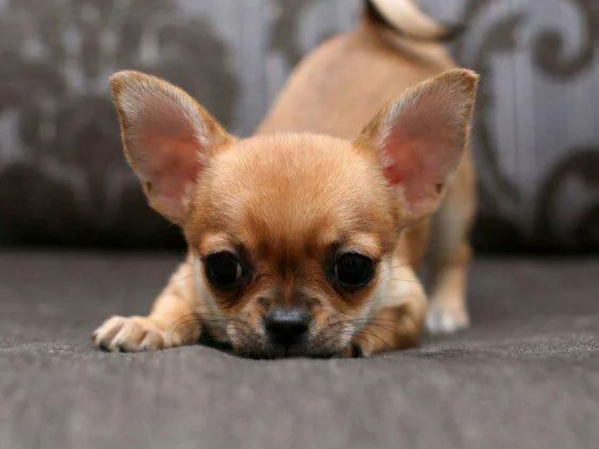 Чихуахуа девочка