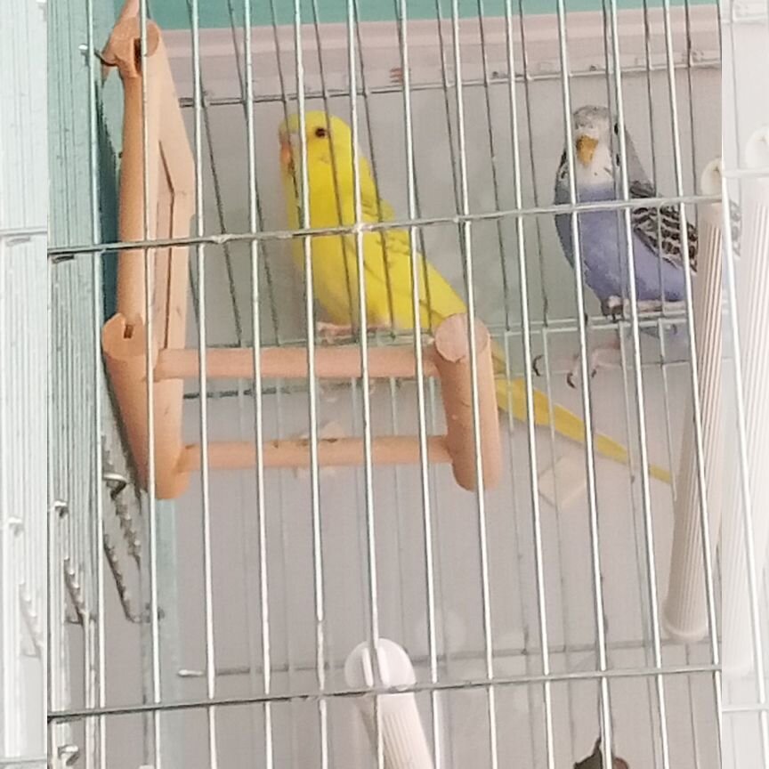 Волнистый попугай с клеткой