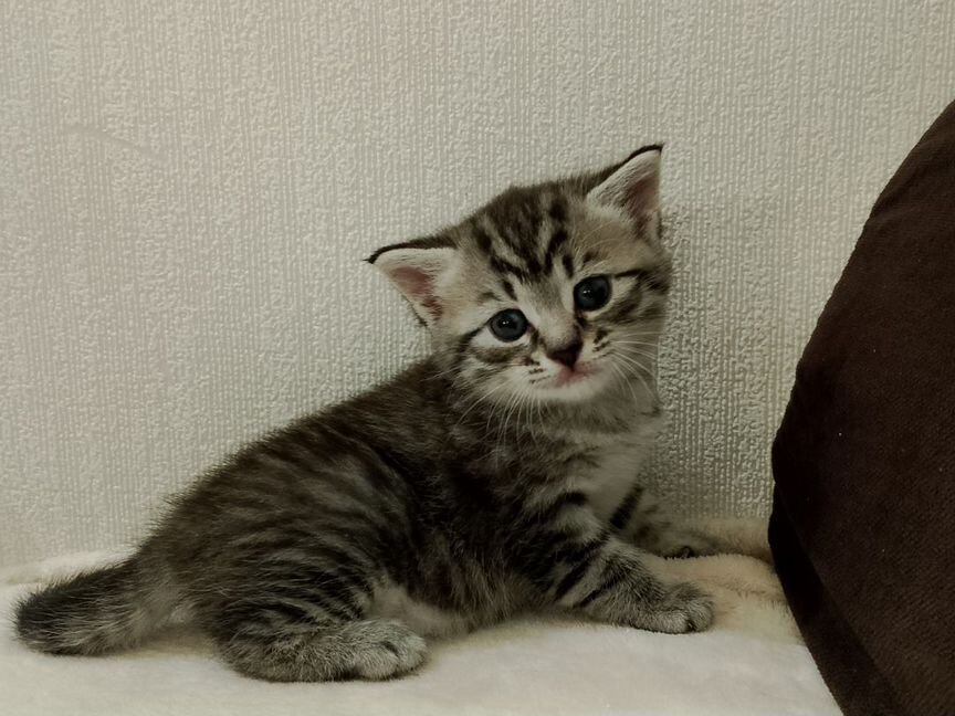 Кошка