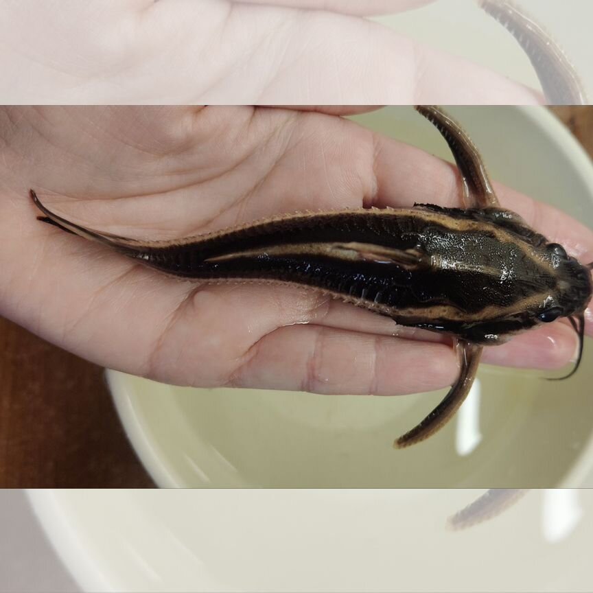 Сом платидорас