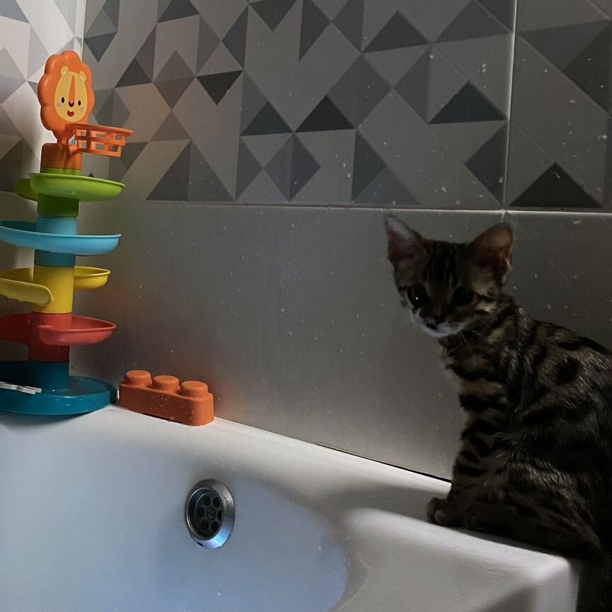 Котята в добрые руки бесплатно