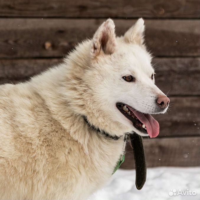 Бим ищет дом