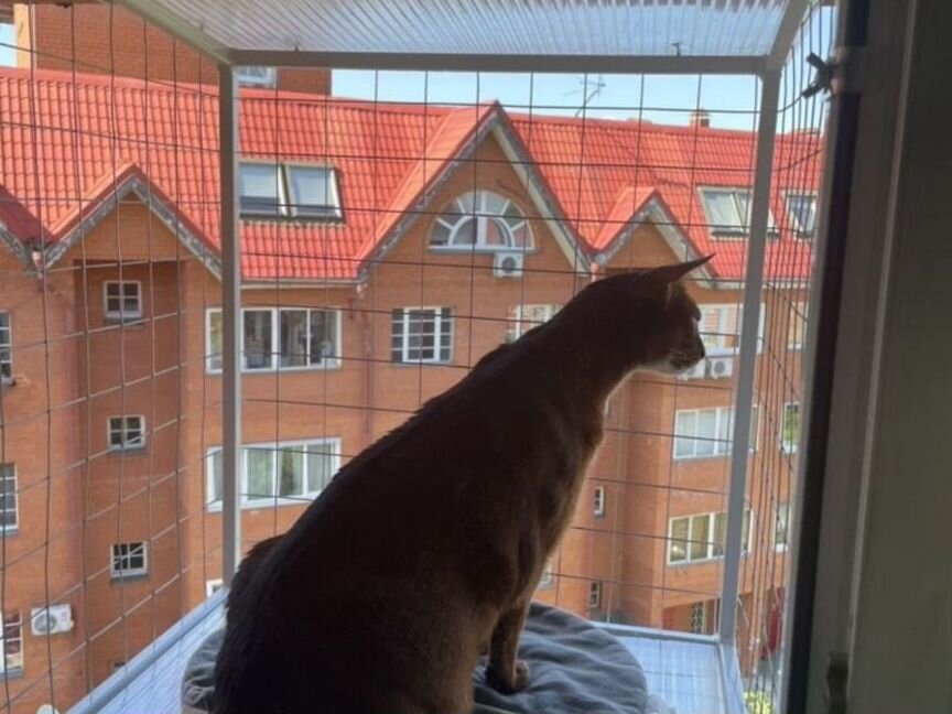 Балкон для кота, котобалкон