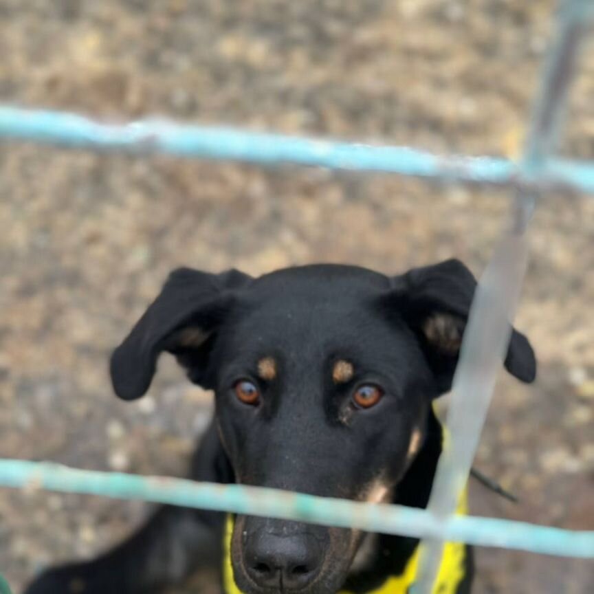 Собака в добрые руки