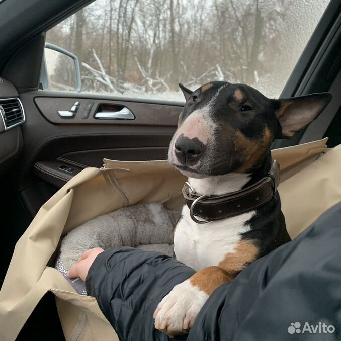 Миниатюрный бультерьер вязка