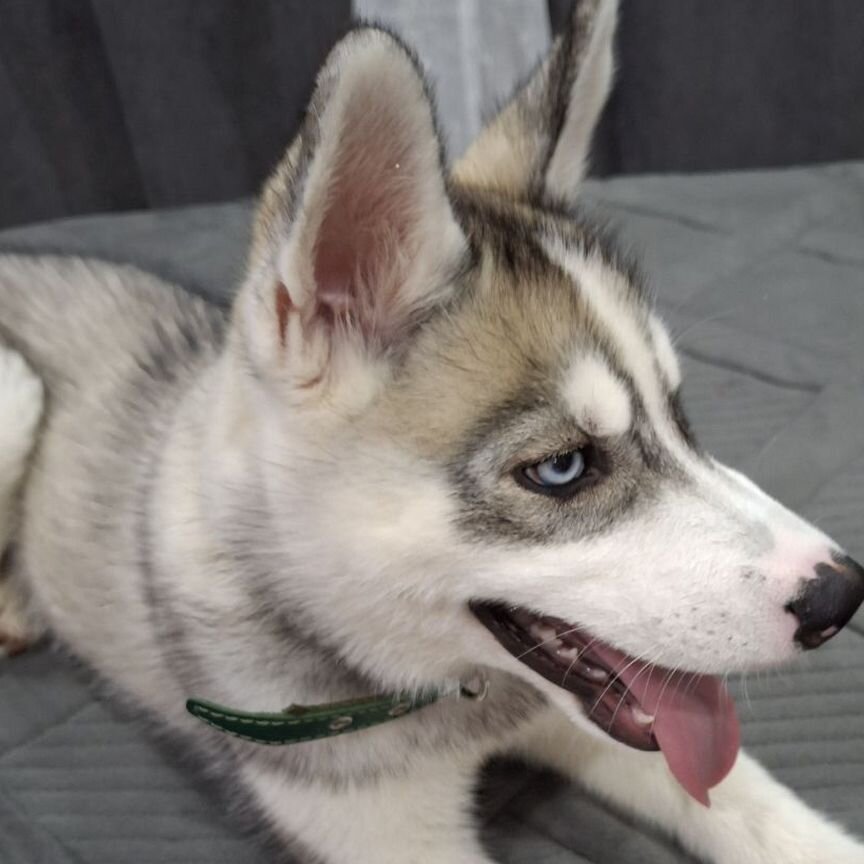 Сибирский хаски, щенок